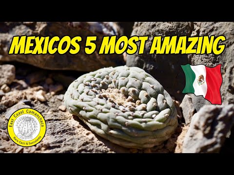 Top 5 wild cacti of the chihuahuan desert 🌵