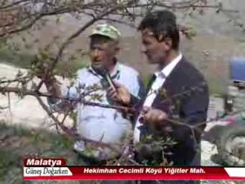 Hekimhan Cecimli Yiğitler Mahallesi / Haydar ALÇIK