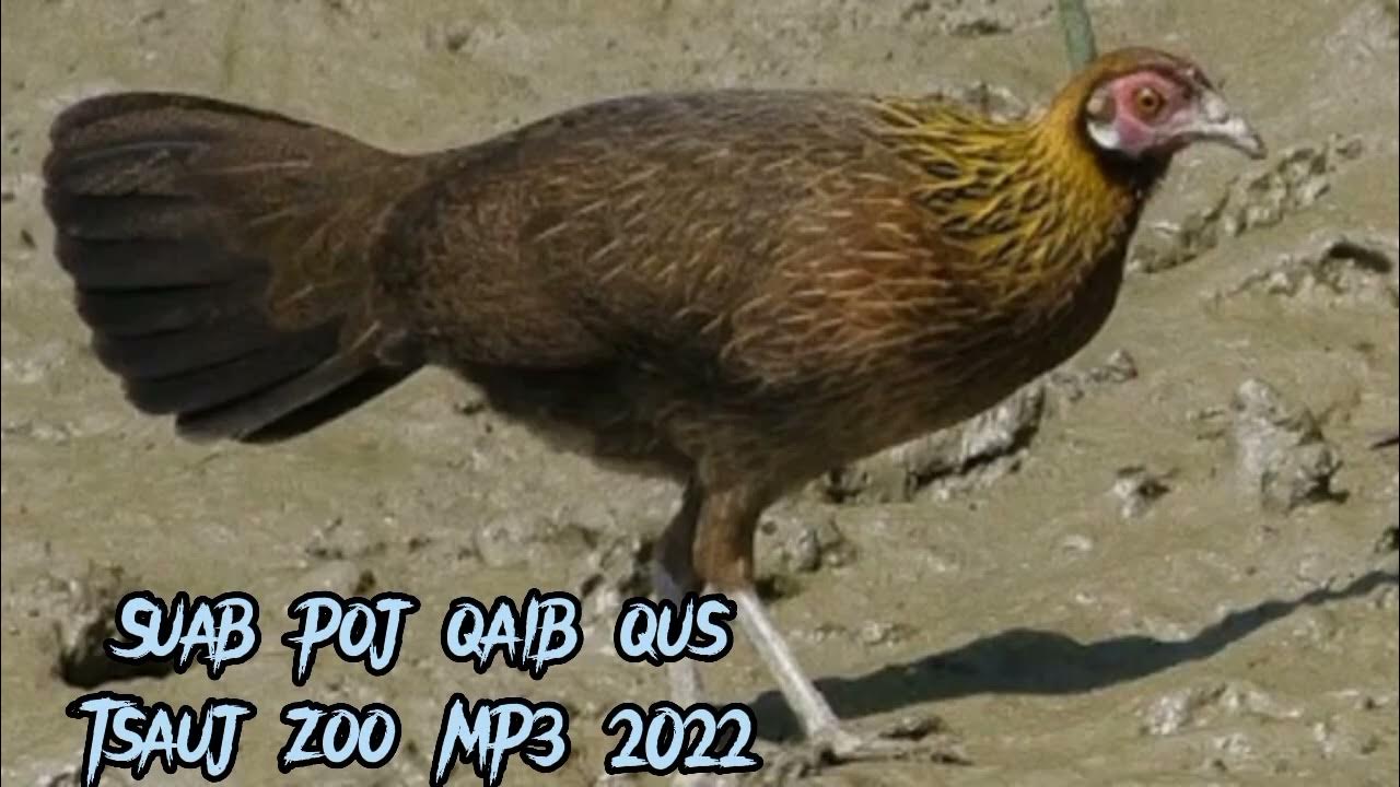 suab poj qaib qus tsauj zoo tawm tshiab 2022 - YouTube