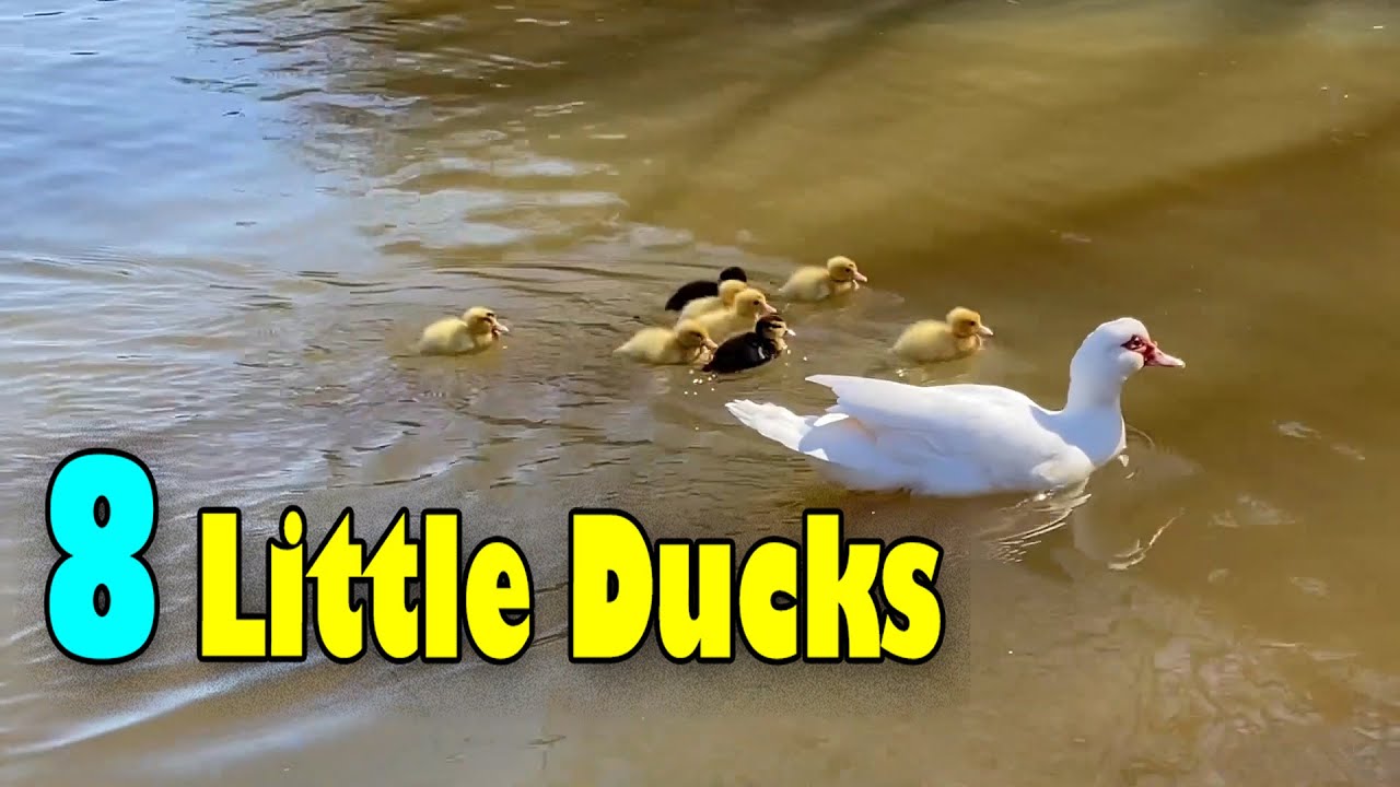 8 Little Ducks - YouTube