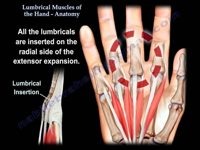 Lumbrical Injury