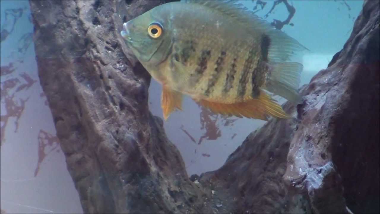 New Green Severum - YouTube
