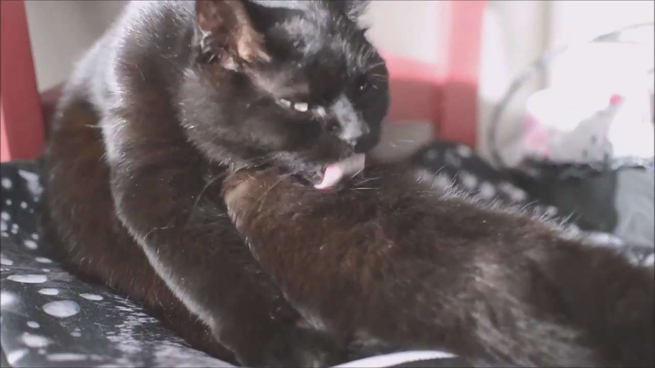 Why Does My Cat Bite Herself When Grooming | Detroit Chinatown