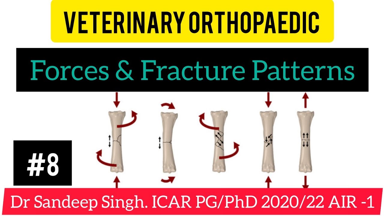 Forces & Fracture Patterns || ICAR PG/PhD & State PSC Prep. Veterinary ...