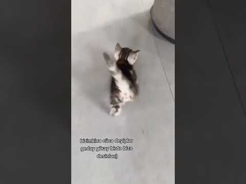 🥰😂Whatsapp üçün maraqlı statuslar. Sevgiyə aid video sounds app 2023 #2023 #keşfet #love #music #fyp