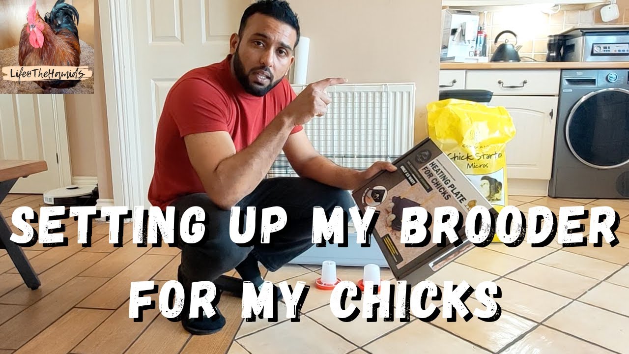 How To Set Up A Brooder For Baby Chicks!! | Indoor Brooder | Life ...