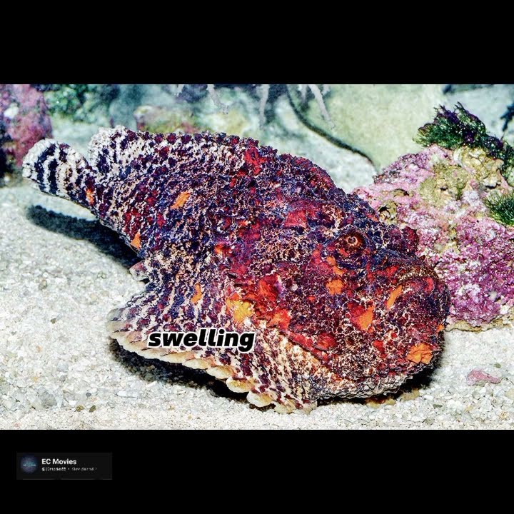 THE VENOMOUS FISH IS AN EDIBLE FOOD? #Stonefish - YouTube