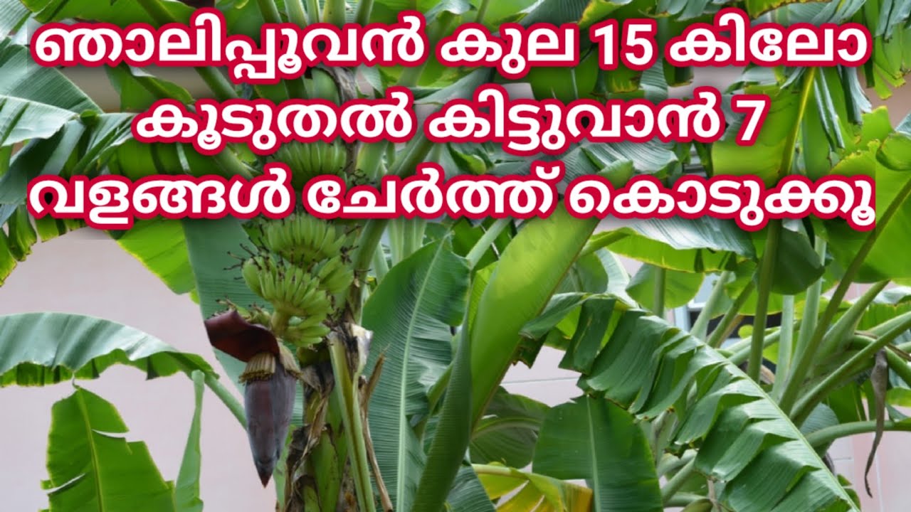 ഞാലിപ്പൂവൻ കുല 15 Kg കൂടുതൽ കിട്ടുവാൻ 7 വളങ്ങൾ ചേർത്ത് കൊടുക്കൂ | njali ...