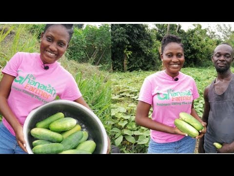 Cucumber Cultivation || Makes You Money Within Two Months || Farmer ...