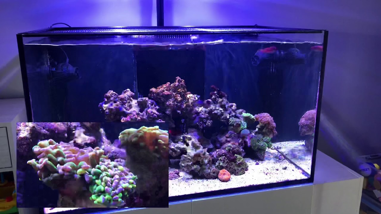 Red Sea Reefer 250 | Quick View Of The Reef - YouTube