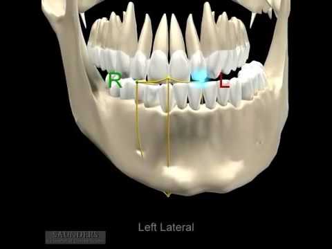 MANDIBULAR MOVEMENTS 1 - YouTube