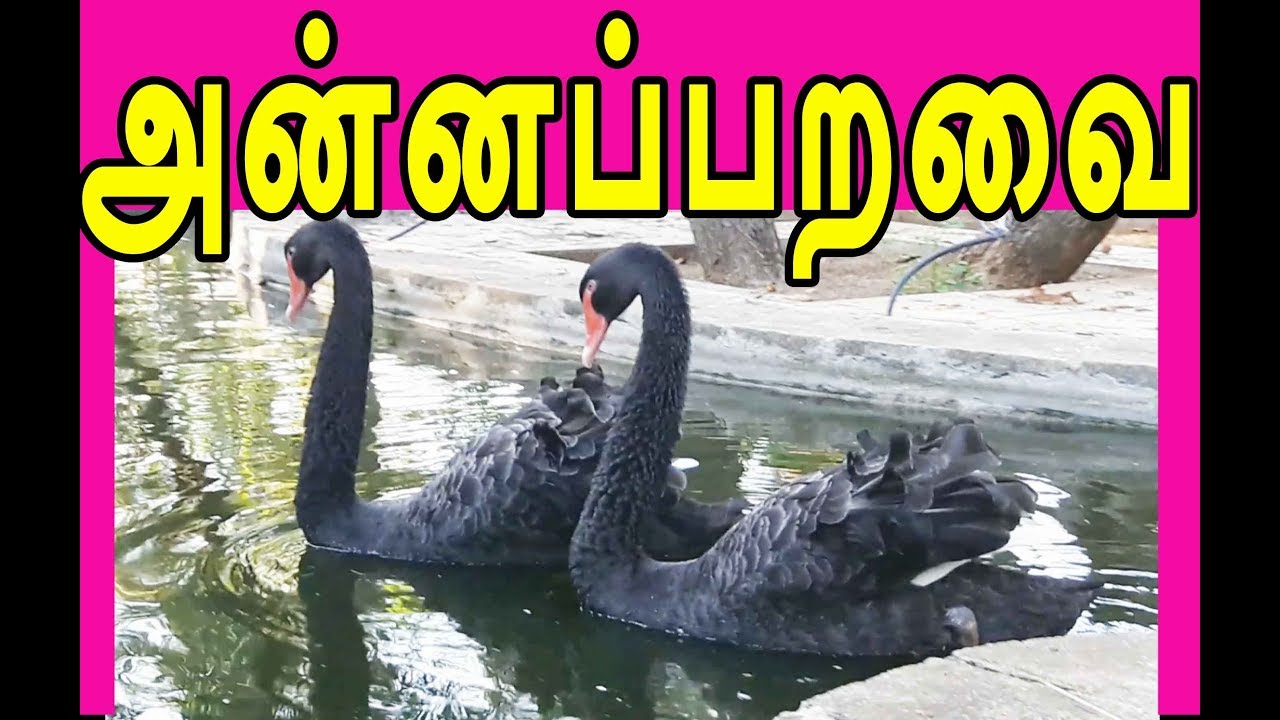 அன்னப்பறவை அழகு | Black Swan | channel art india - YouTube