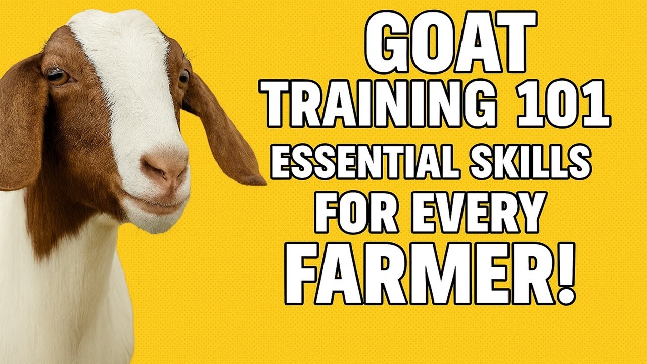 Goat Training 101: Essential Skills for Every Farmer! - YouTube