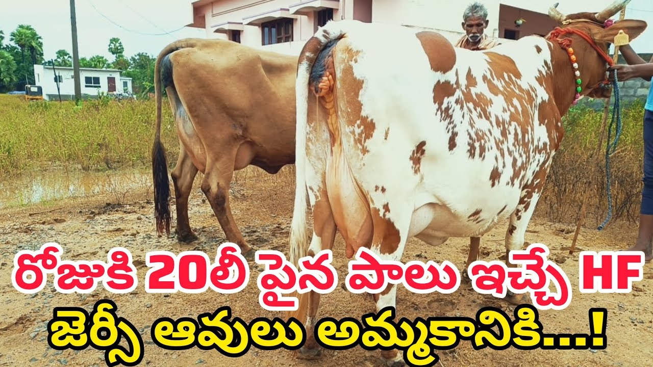 high milking HF & Jersey cows for sale available || Mohan sai dairy ...