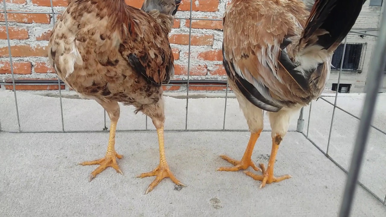 Gallinas Sweater de 7 meses a la venta - YouTube