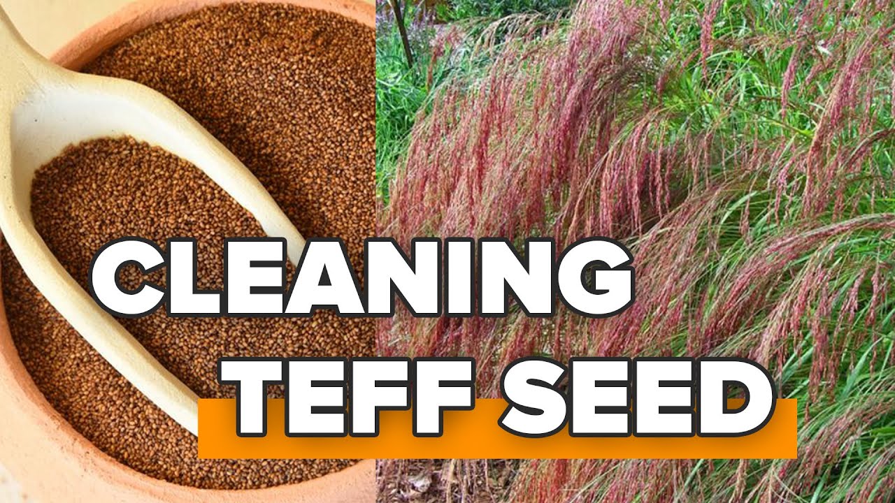 Cleaning Teff Seed. Awesome Modern Agricultural Technology Inventions ...