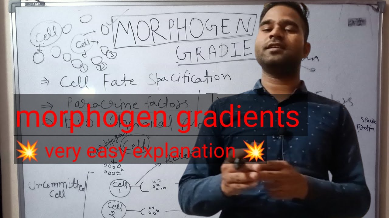 morphogen gradient - YouTube