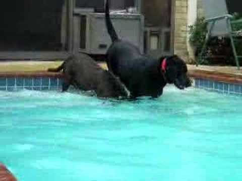 Chocolate lab underwater retrieval - YouTube