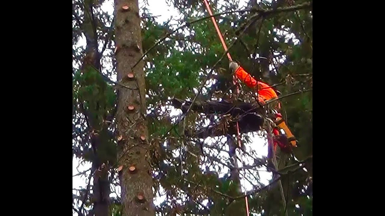 Tree Fallers - Oregon 2013 HD - YouTube