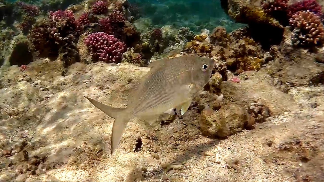 Longtail silverbiddy (Gerres longirostris), Длиннохвостая мохарра - YouTube