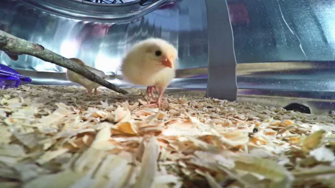 2 Week Old Baby Chicks Just Being Chicks - YouTube