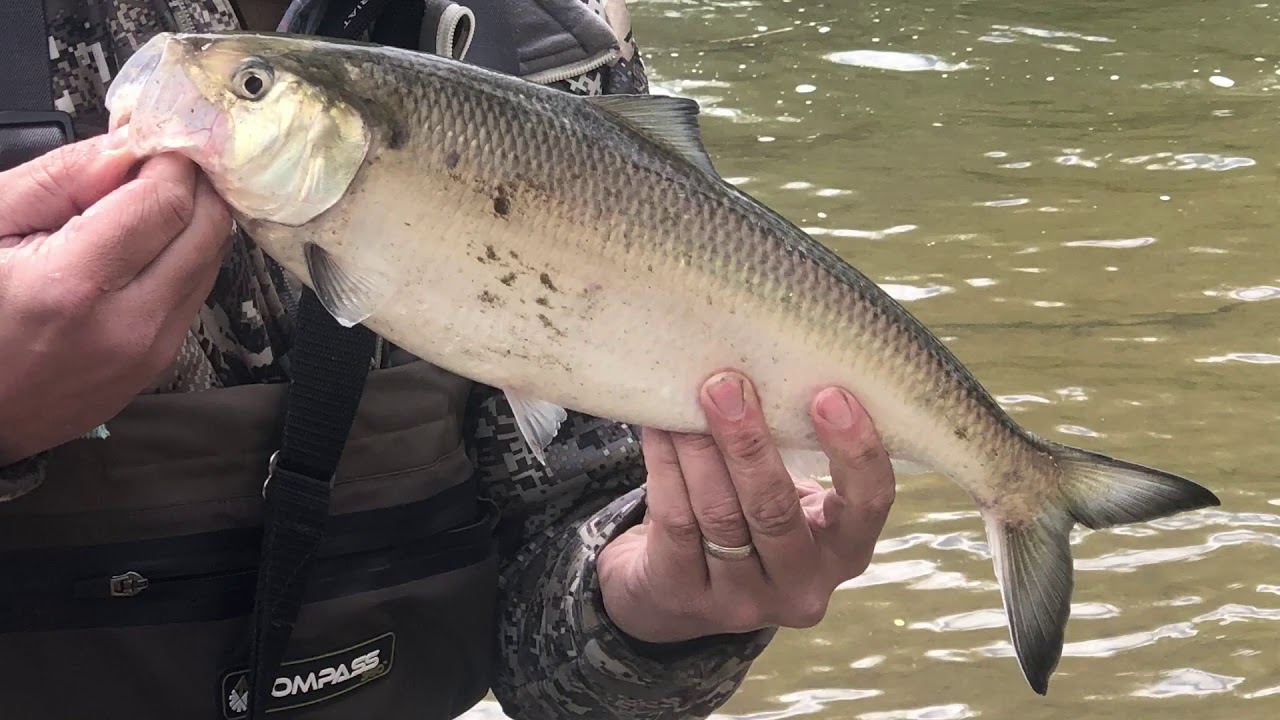 Best Delaware Shad fishing - YouTube