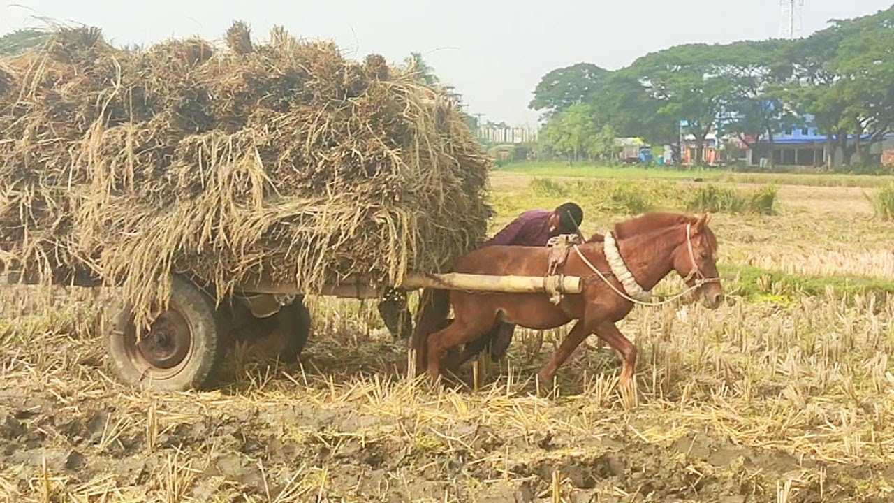 Horse cart heavy load paddy | Village horse cart | Horse cart race ...