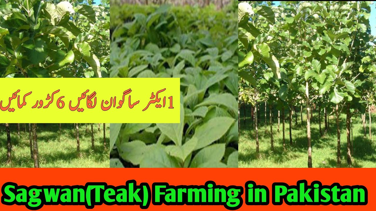 Teak( sagwan) tree farming in pakistan|| Sagwan ساگوان Barma Tree ...