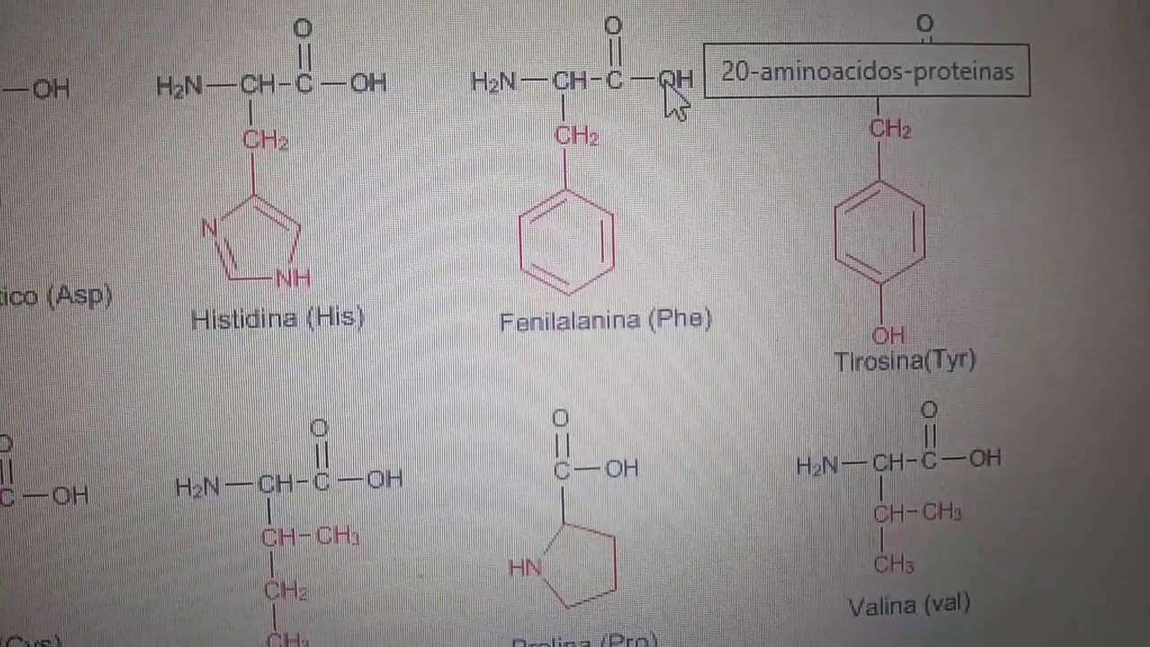 fORMACIÓN DE POLIPÉPTIDOS - YouTube