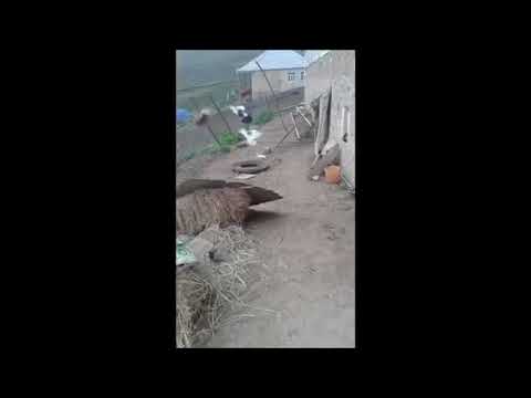 Azerbaycanli balasiyam (Gedebeyli balasiyam)