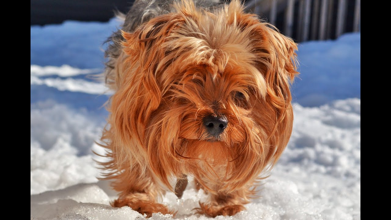 Pooched! Dog Daycare & Boarding (April 2015): Bailey - YouTube