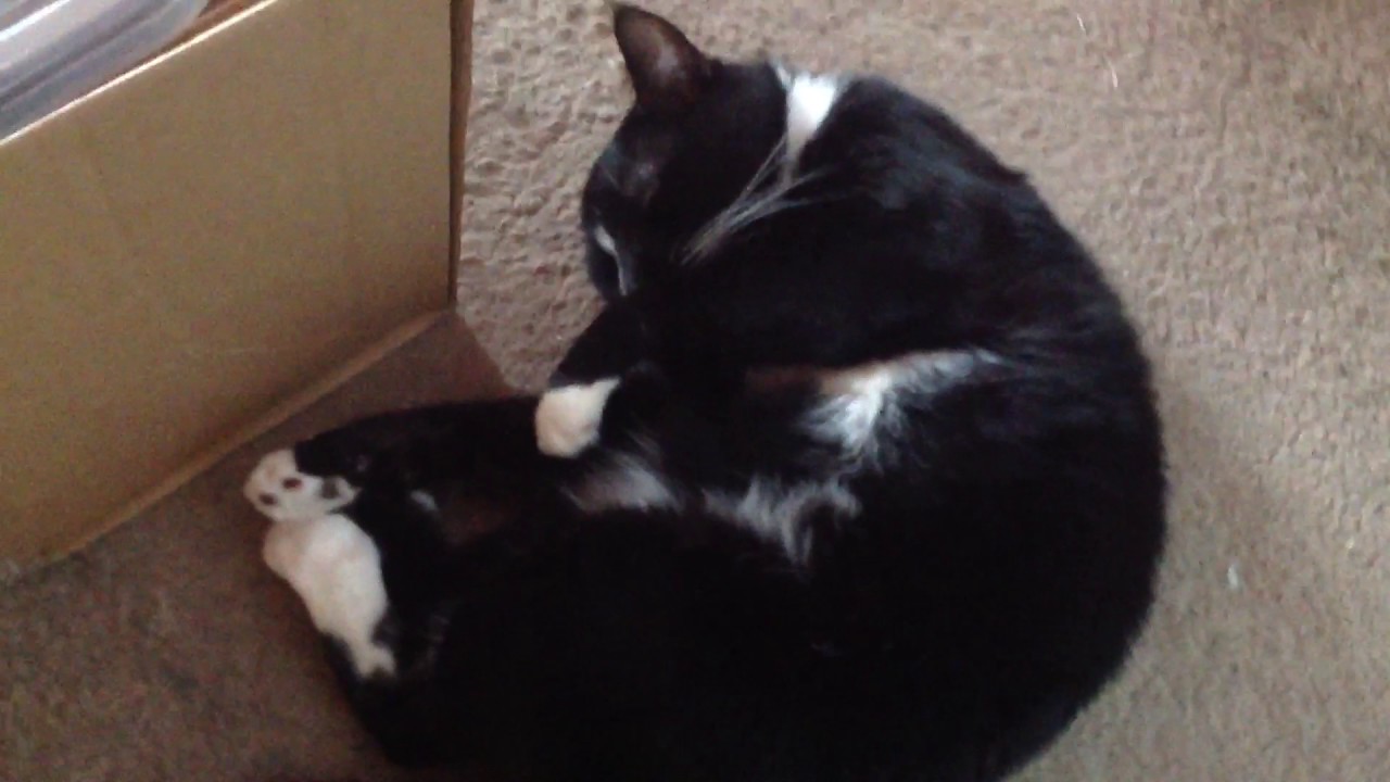 DABBING CAT 😂 - YouTube