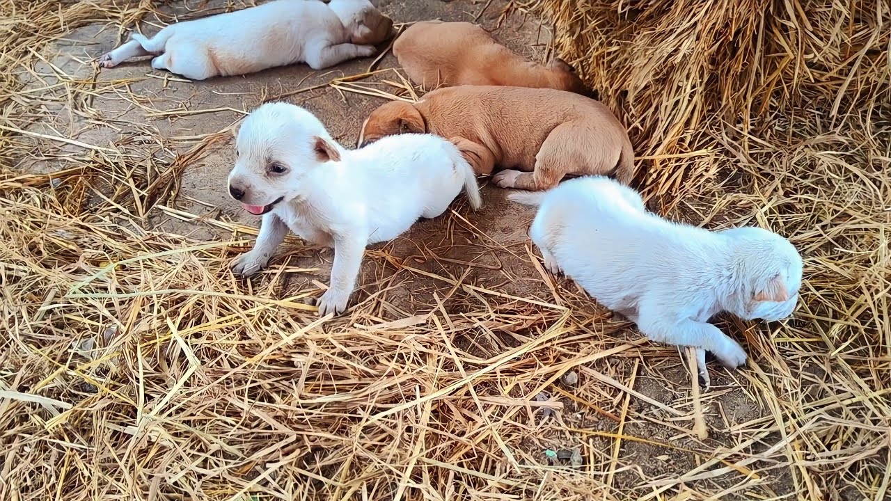 Stray puppies , Where is your mom? Are you hungry.. animal video clip ...