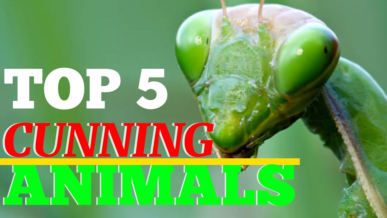 TOP 5 MOST CUNNING HUNTERS IN THE ANIMAL WOLRD!!!#mostcunninghunters ...