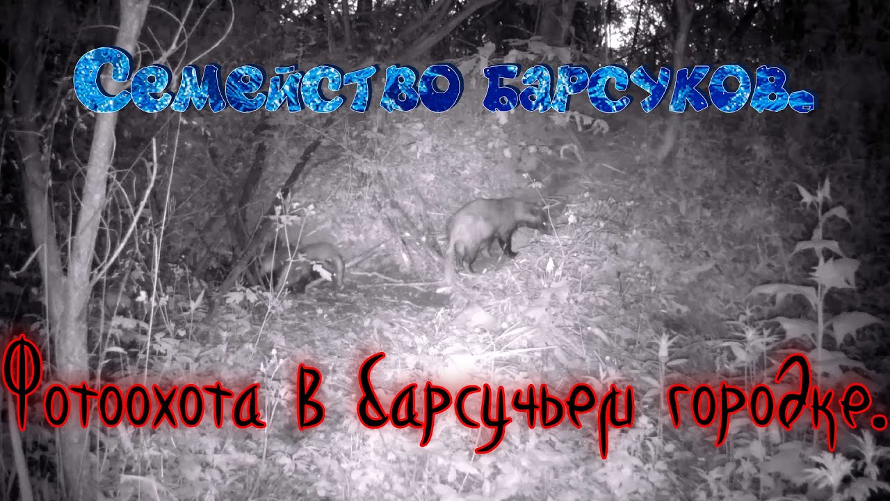 Фотоохота в барсучьем городке. Photo hunting in a badger town. - YouTube