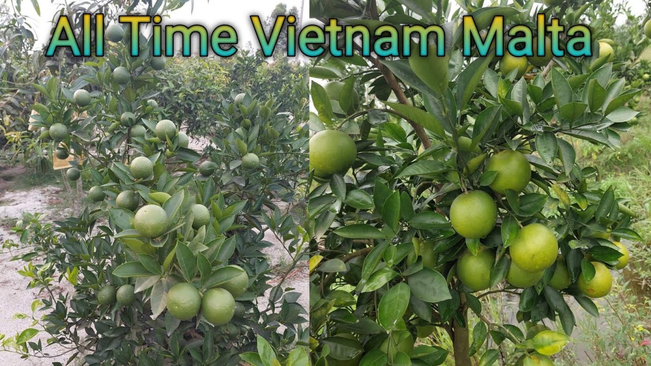 Vietnam Malta Farming/Baramasi Vietnam Malta Lemon Plant/All Time ...