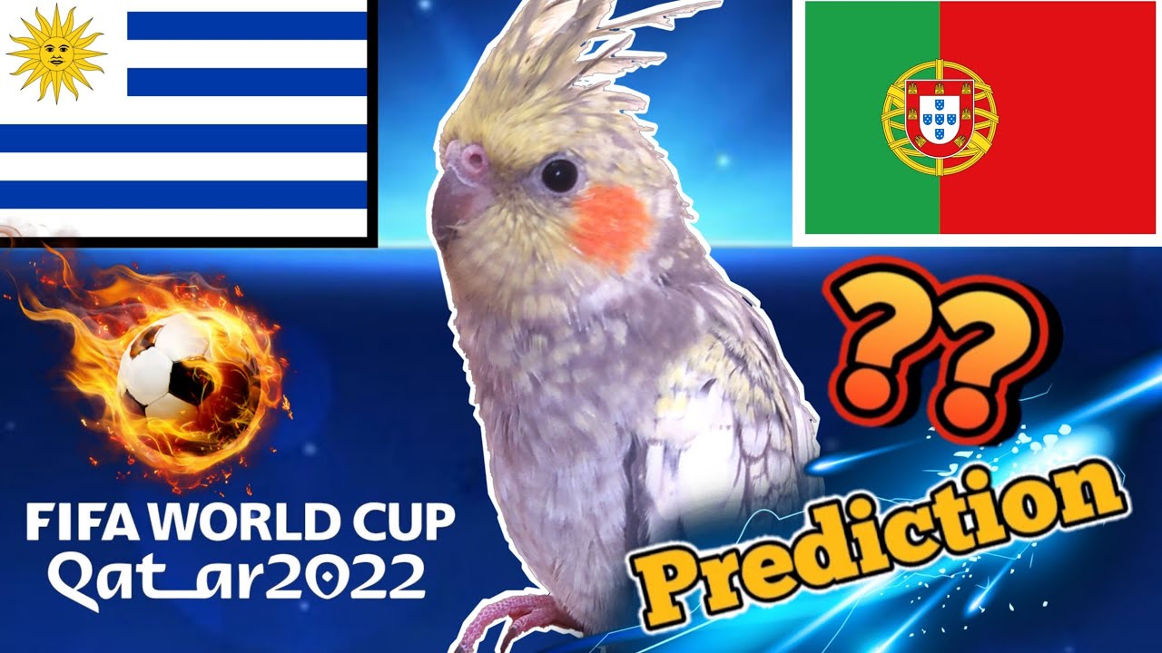 world cup ⚽ I uruguay vs portugal I wonderful Parrot prediction I world ...