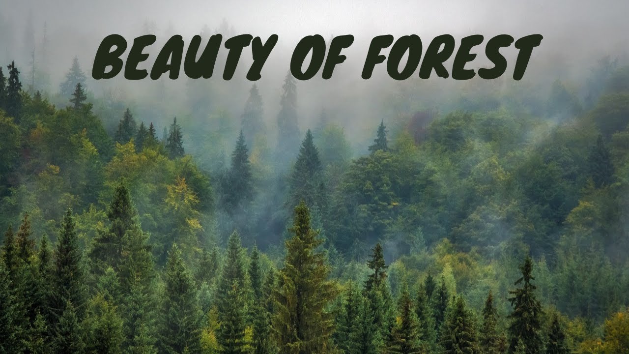The Forest / Beauty Of Forest / Forest Relaxation Film With Calming ...