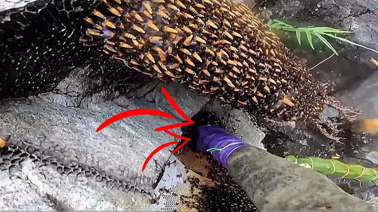 The bee hunter found several large rows of bee hives on the cliff #bees ...