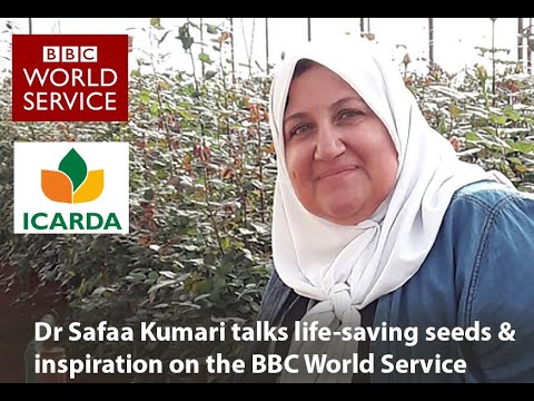 Dr. Safaa Kumari and ICARDA's life-saving super-seeds (©BBC)