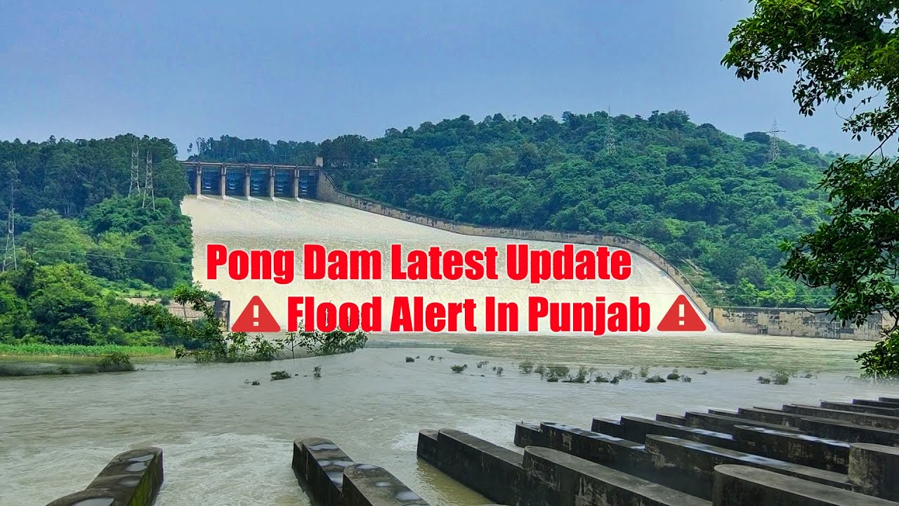 Pong Dam Latest Update | Pong Dam Water Level Update | Beas River ...