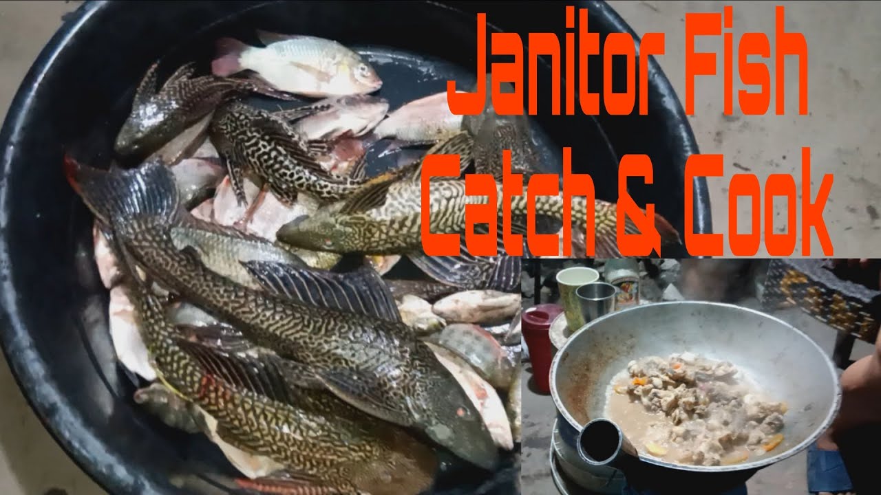 Janitor Fish Catch & Cook #JanitorFish #GinataangJanitorfish ...