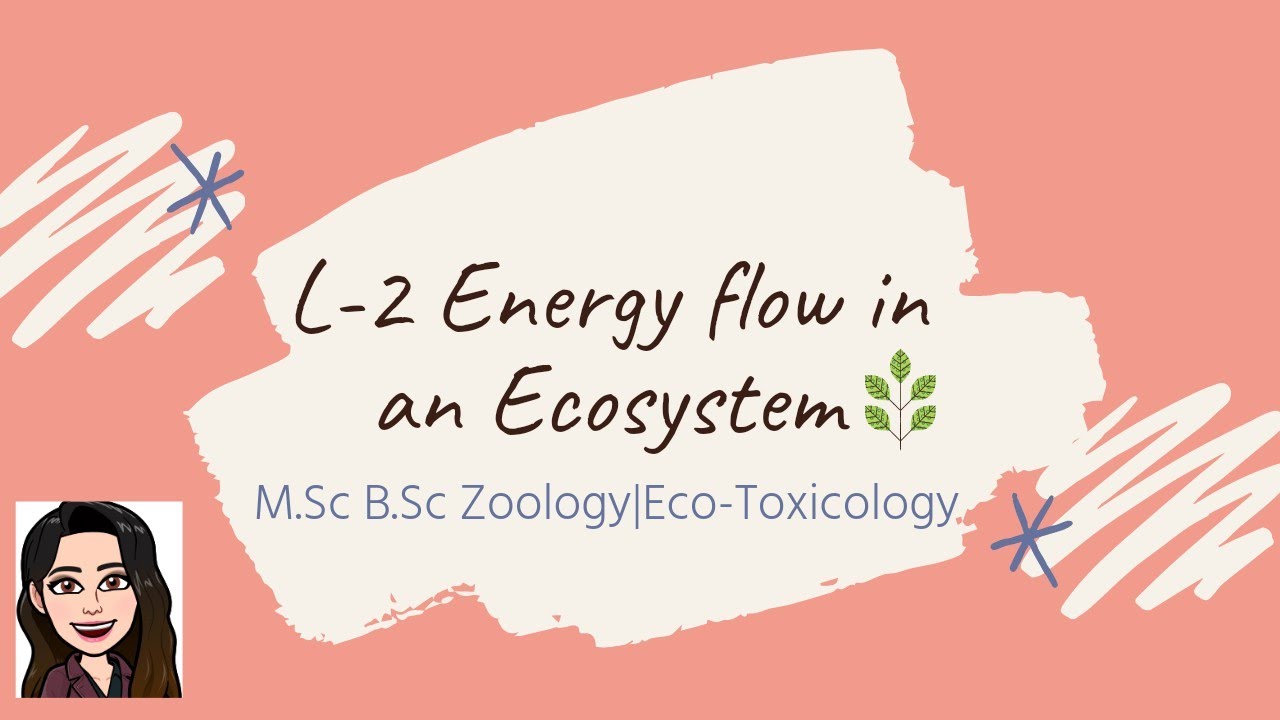 L-2 Energy flow in an Ecosystem/Environment: Ecological energetics| Eco ...