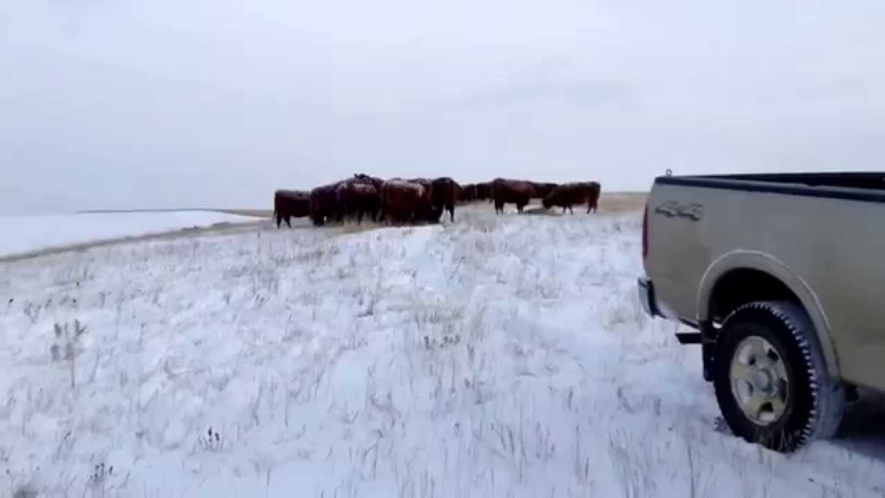 Chasing cattle in South Dakota - YouTube