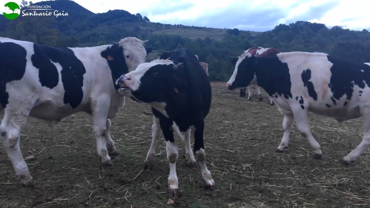 Vacas y toros contentos de ver a un amigo - YouTube