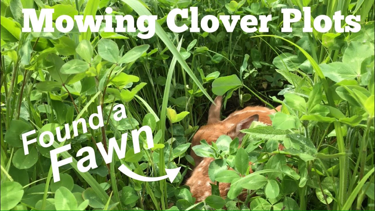 Mowing Clover Food Plots - Fawn in the Clover! - YouTube