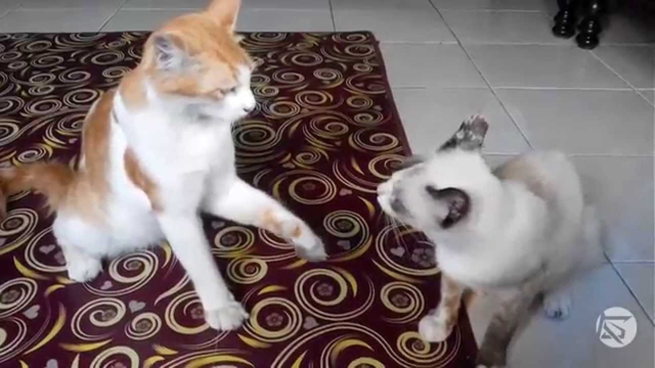 Look at this cat trying to get attention - YouTube