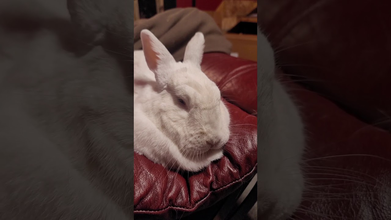 Very audible rabbit tooth purring. - YouTube