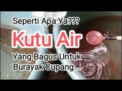 Kutu Air Seperti Apa Yang Bagus?, @124bettafish - YouTube