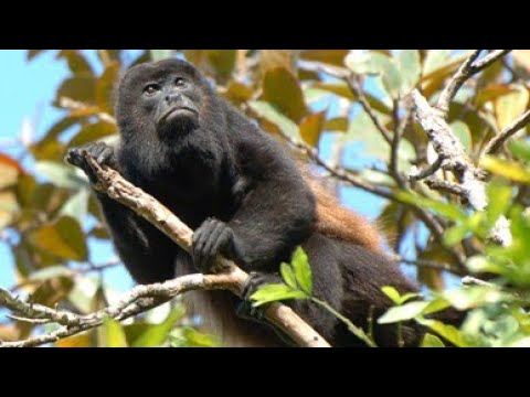 Monos aúyadores (zaraguate) en las selvas de peten - YouTube